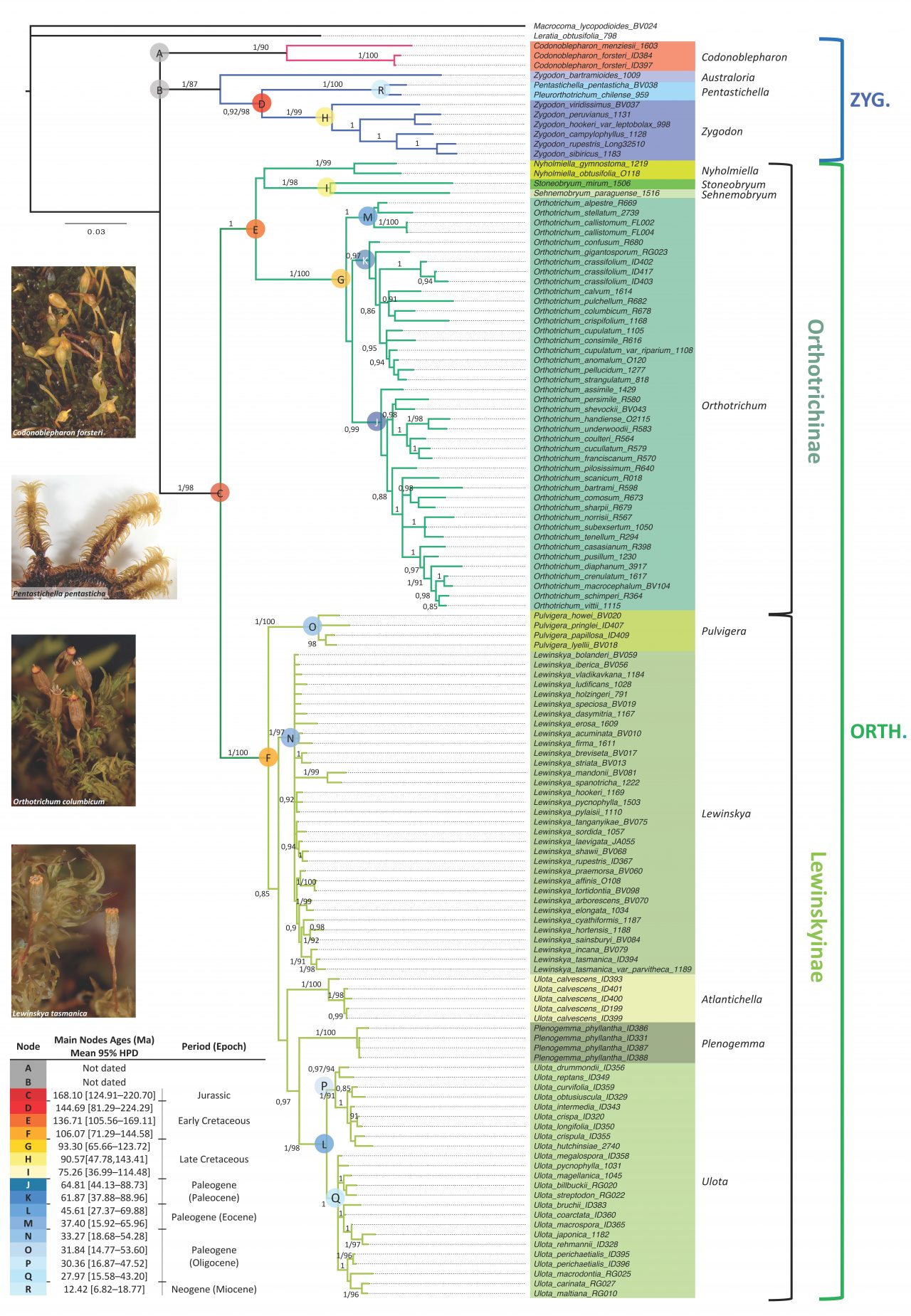 Publications - Orthotree