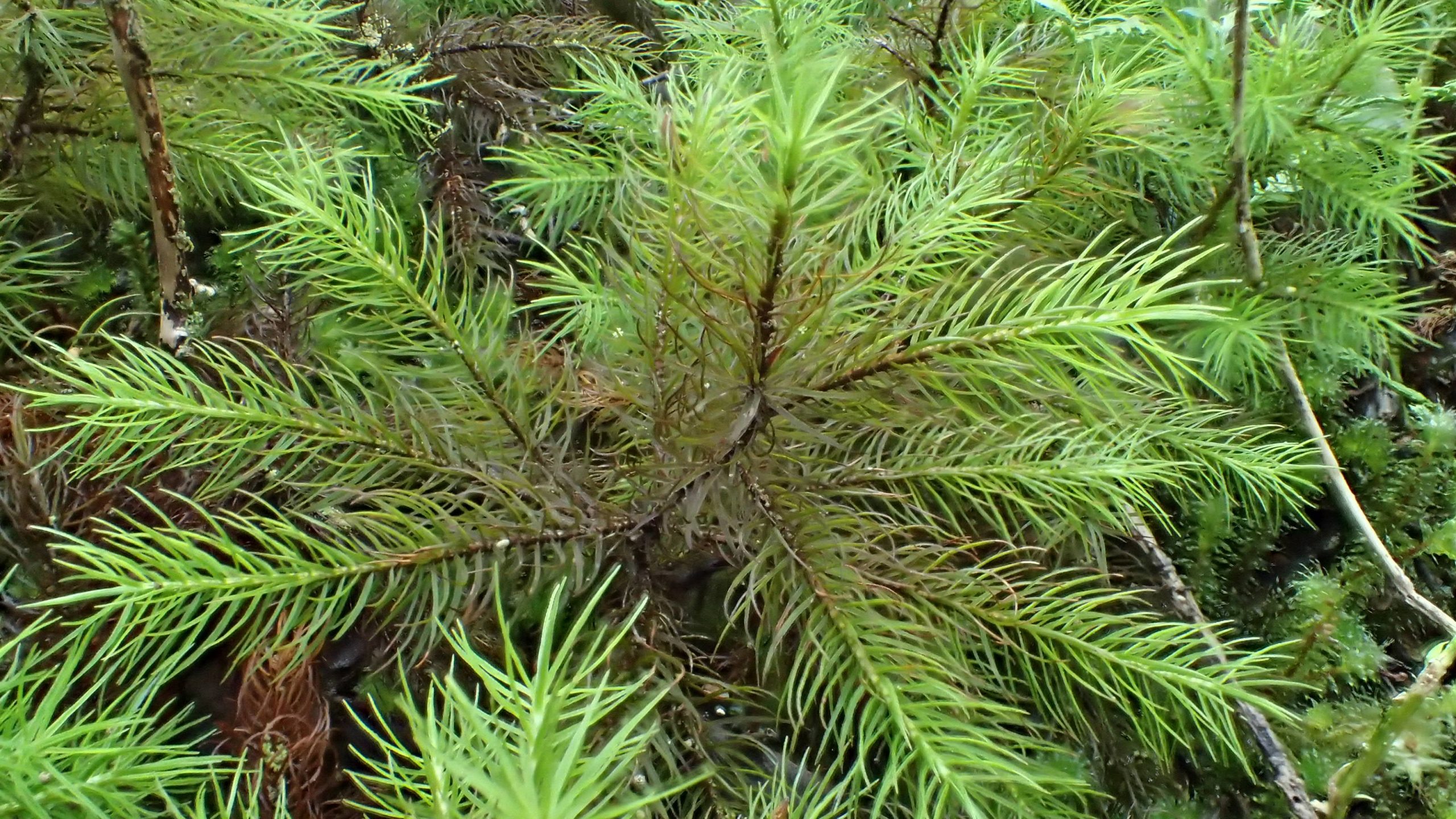 Field trips - Orthotree