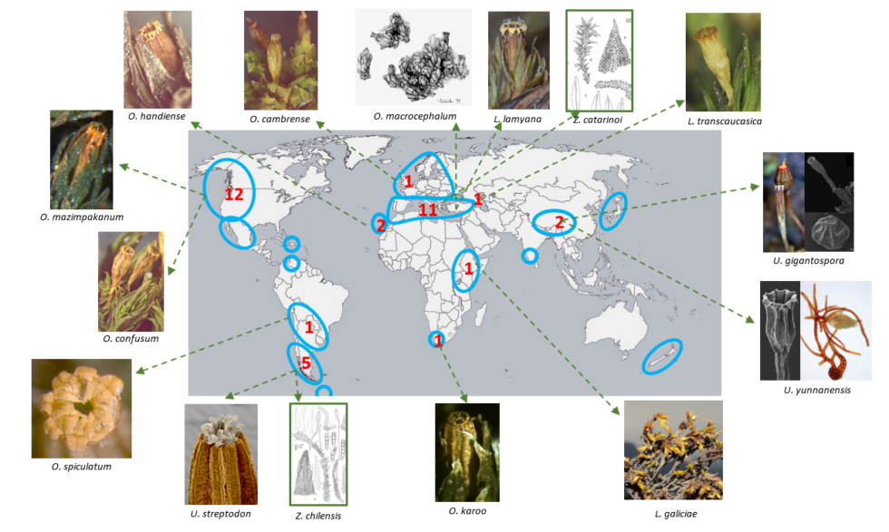 Orthotrichaceae - Orthotree