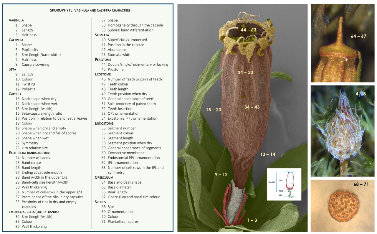 Orthotrichaceae - Orthotree